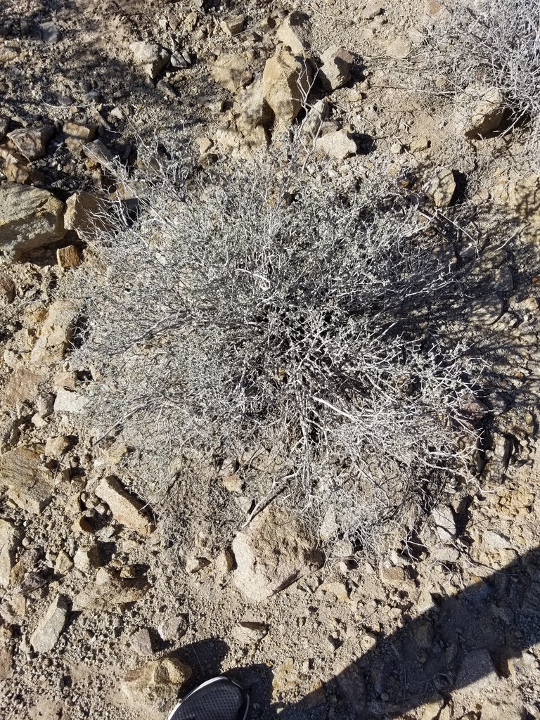 Burrobush from University of Texas at El Paso, Miner Village dormitory ...