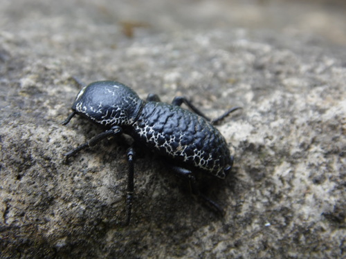 Zopherus mexicanus · iNaturalist