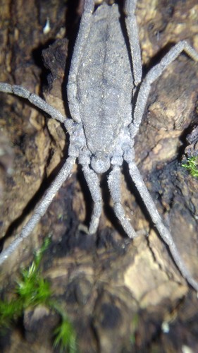 Trogulus coriziformis · iNaturalist