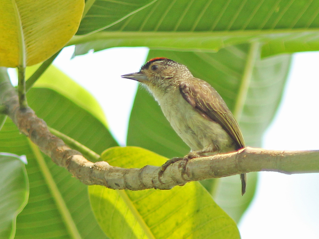 Plain-breasted Piculet from ExplorNapo Lodge, Loreto Department, Peru on October 7, 2015 at 08: ...