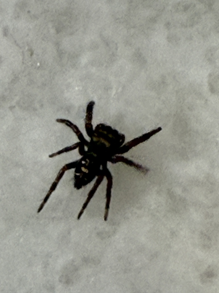 Bold Jumping Spider from N Whipple St, Chicago, IL, US on September 5 ...