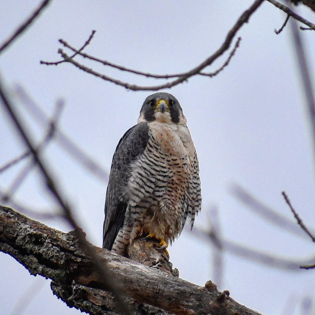Peregrine Falcon from Middle Valley, TN, USA on November 14, 2019 at 08 ...