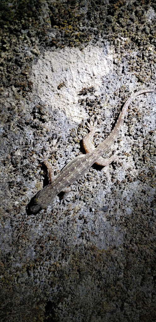 Indo-Pacific House Gecko from Bali, Sukasada, Bali, ID on November 14 ...