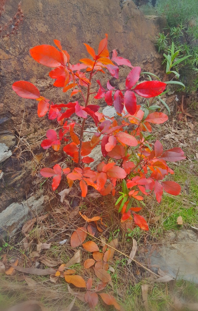 cashew family (Anacardiaceae) - Botanical Realm