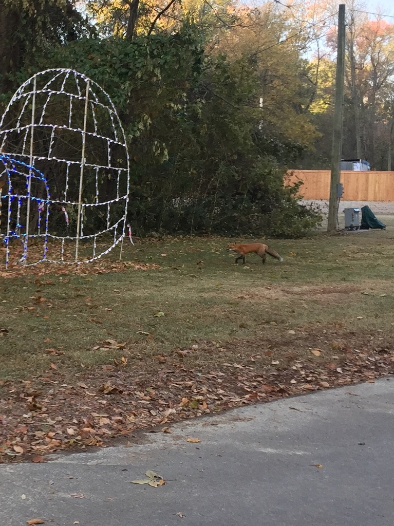 Red Fox from Overton Park, Memphis, TN, US on November 14, 2019 at 07: ...