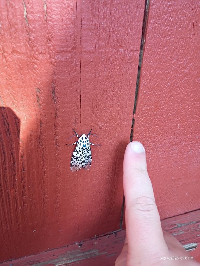 Giant Leopard Moth from Weatherford, TX 76088, USA on September 4, 2025 ...