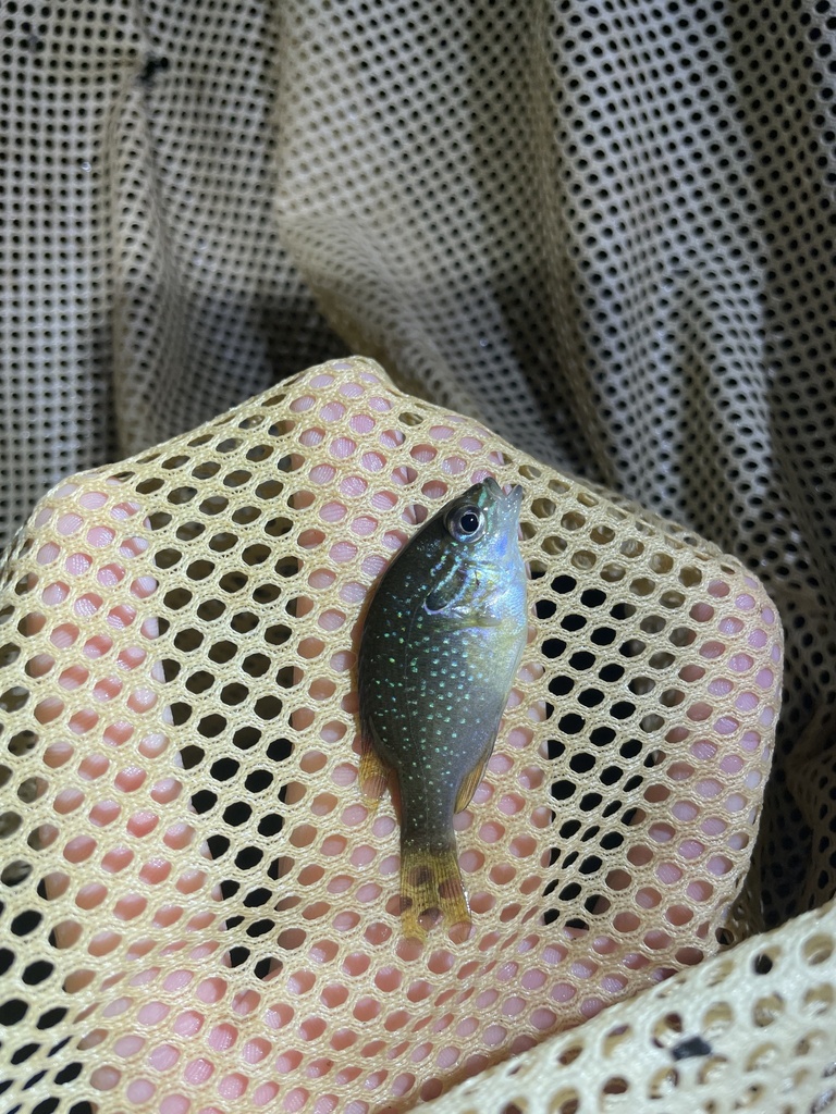 Gulf Longear Sunfish from Tuskegee National Forest, Tuskegee, AL, US on ...