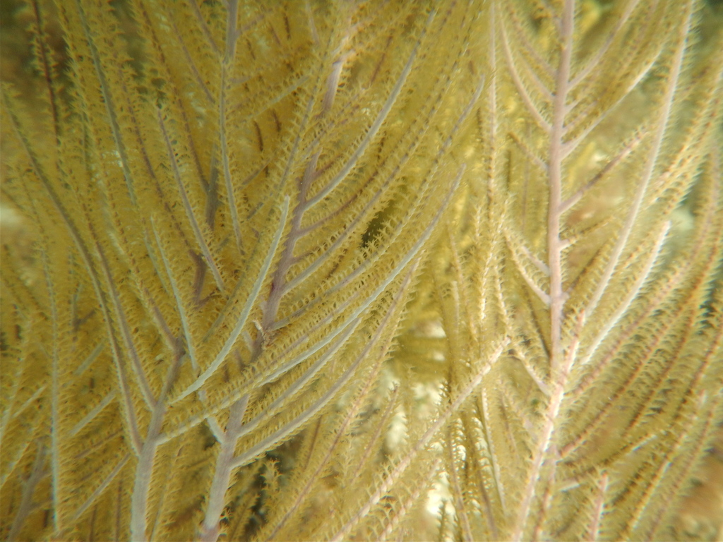 Purple Sea Plume from Monroe County, FL, USA on July 14, 2014 at 12:37 ...