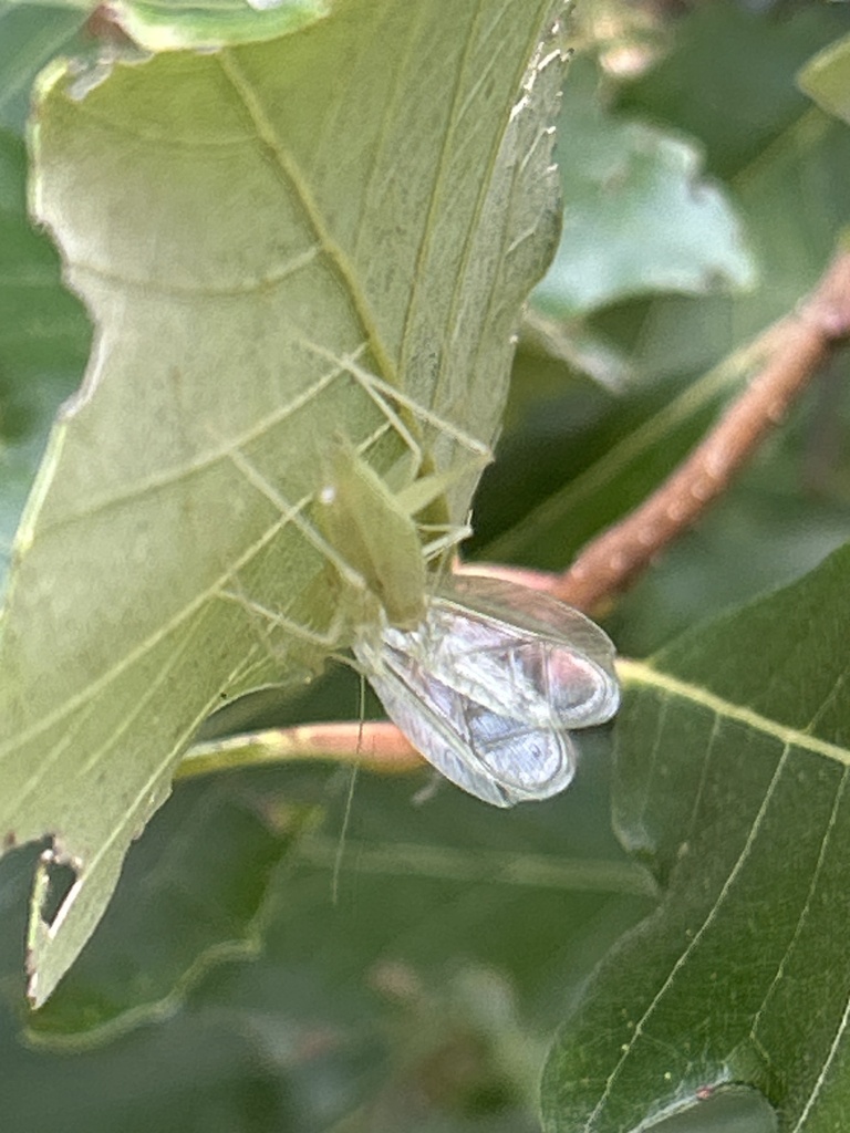 Narrow-winged Tree Cricket from Alpha Ridge Park, Marriottsville, MD ...