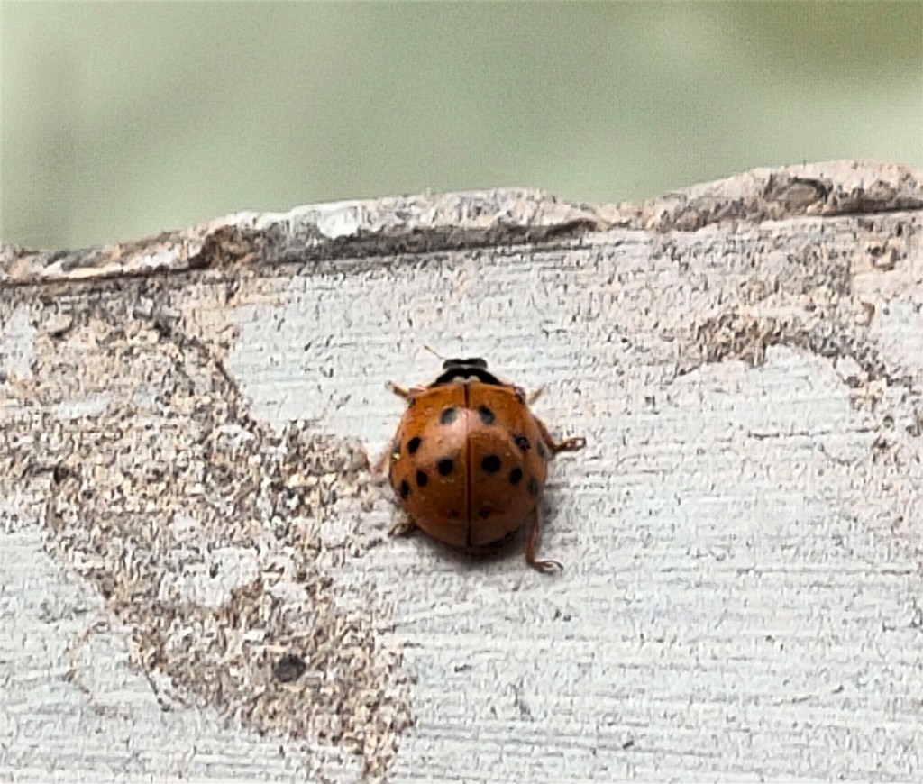 Asian Lady Beetle from Nanjiang, Bazhong, Sichuan, China on October 30 ...