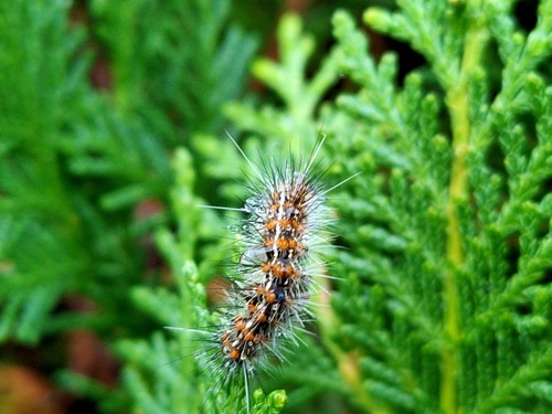 Lemyra elena · iNaturalist Mexico