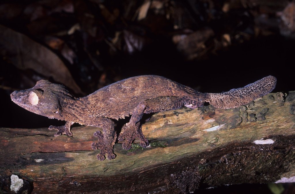 Henkel's Leaf-tailed Gecko in January 2000 by Franco Andreone · iNaturalist