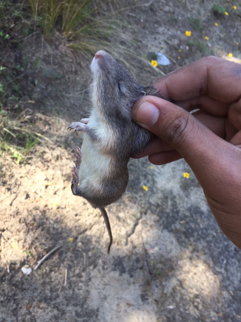 Mexican Spiny Pocket Mouse from Tepeyahualco, PUE, MX on November 15 ...