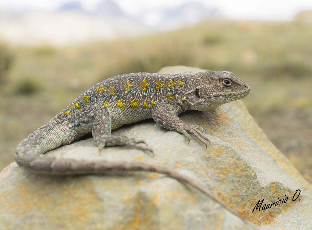 Chacaltaya Smooth-throated Lizard in December 2017 by Mauricio Ocampo ...