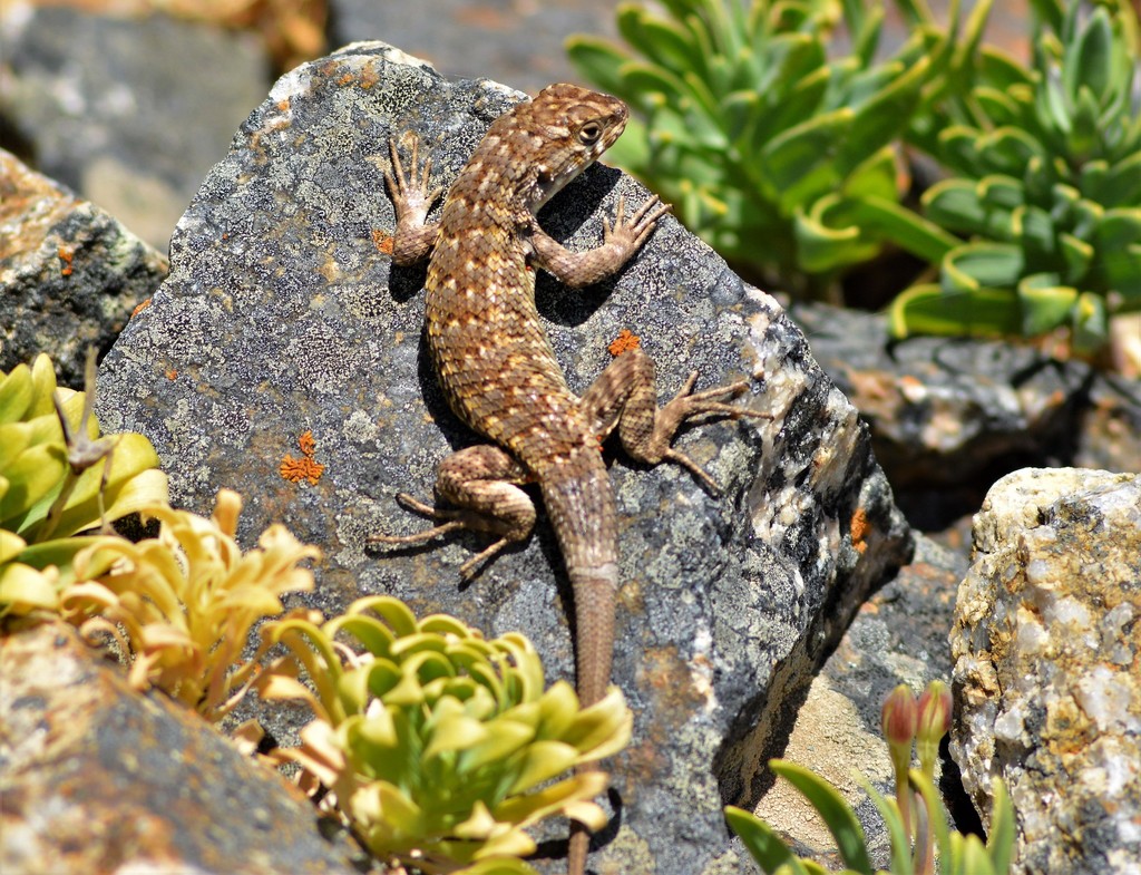 Shiny Smooth-throated Lizard from San Antonio, Valparaíso, Chile on ...