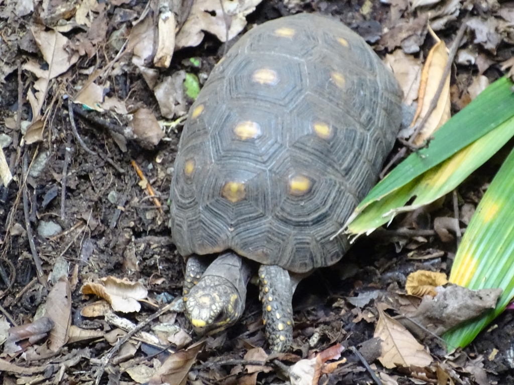 Red-footed Tortoise in November 2019 by Camilo García · iNaturalist