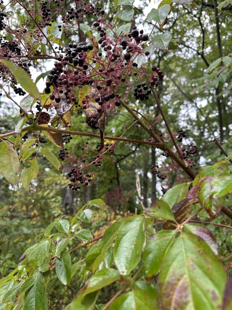 American black elderberry from Wrighton Rd, Lothian, MD, US on ...