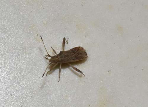 Genus Pungra · iNaturalist