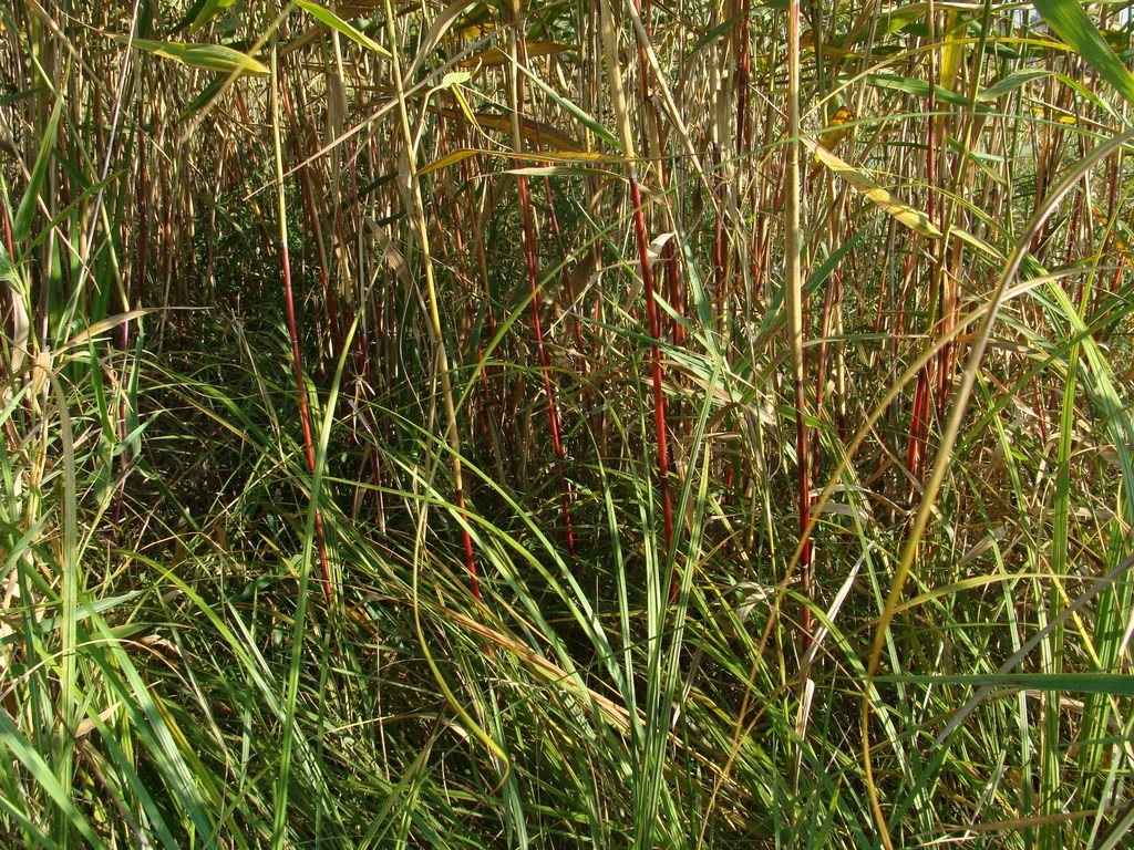 American common reed (Grasses of Montana (Poaceae Family)) · iNaturalist