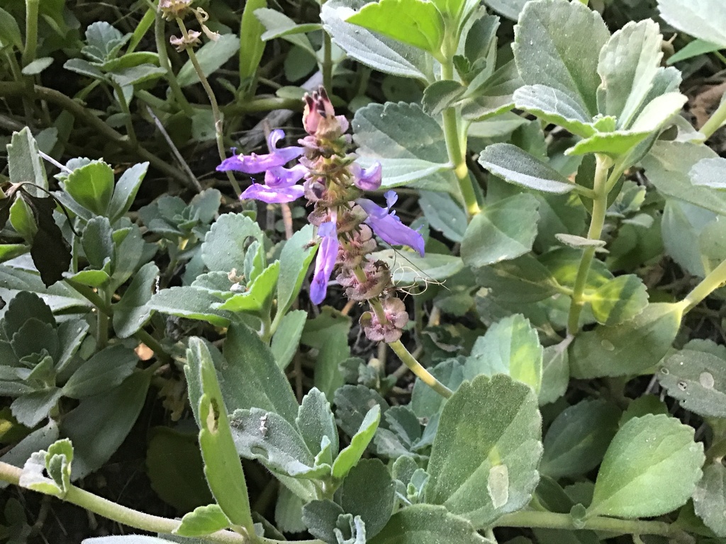 Lobster flower from City of Cape Town, ZA-WC, ZA on November 16, 2019 ...