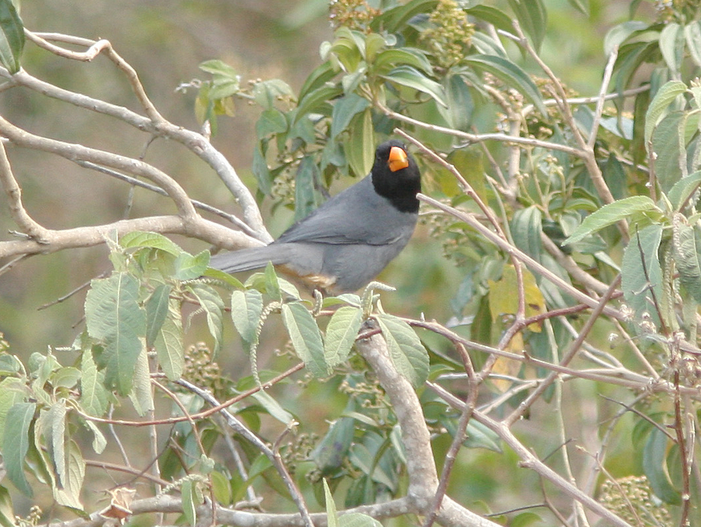 Black-cowled Saltator (Saltator nigriceps) - Avian Discovery