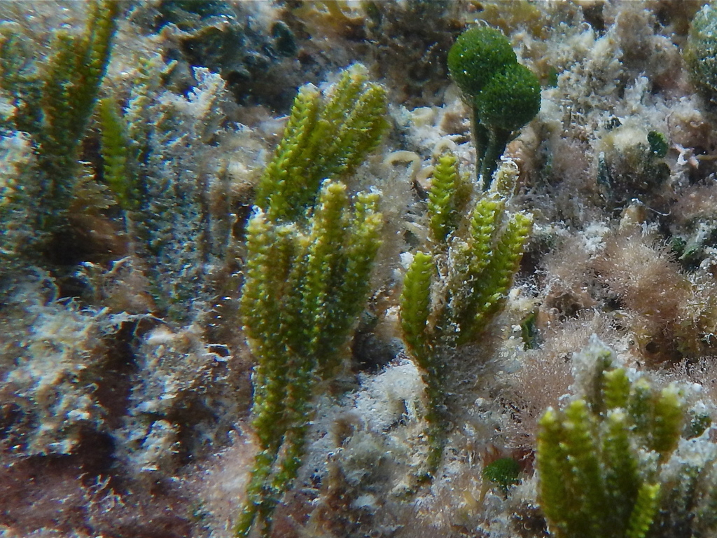 cactus tree alga from Indian Key State Historic Park on July 19, 2014 ...