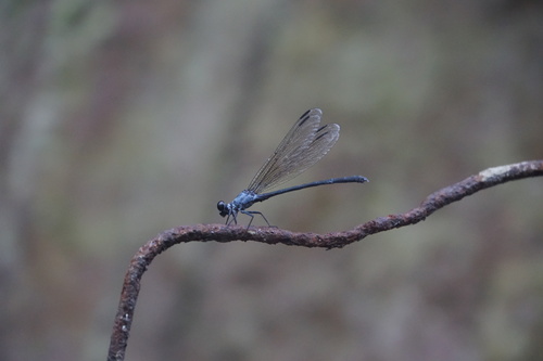 Bayadera bidentata · iNaturalist