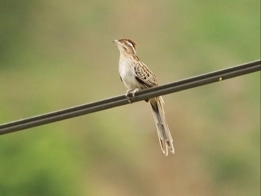 Striped Cuckoo from Jaen, Cajamarca Department, Peru on October 15 ...
