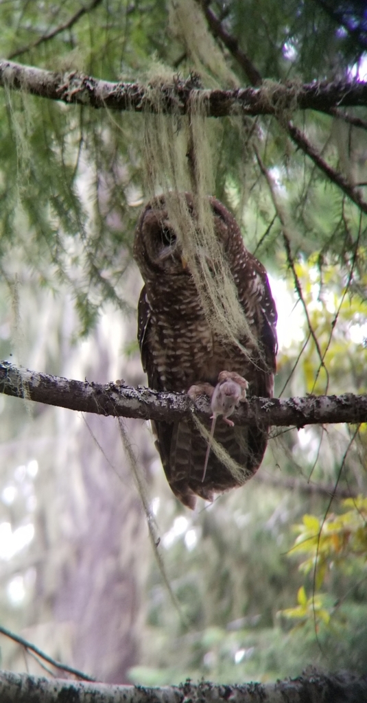 Buho moteado en julio de 2019 por Jeremy McMurrin · iNaturalist Ecuador
