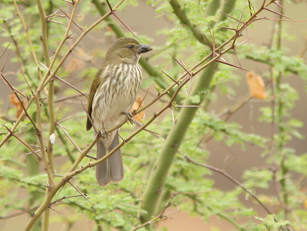 Streaked Saltator from Chamaya, Cajamarca Department, Peru on October ...