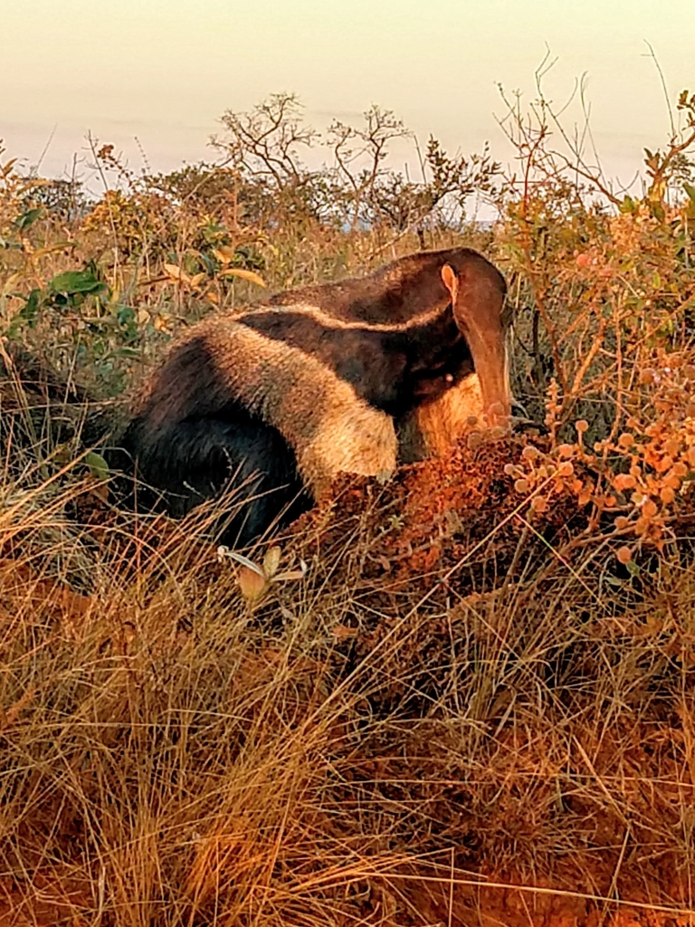 Giant Anteater in August 2019 by Marcos Silveira · iNaturalist