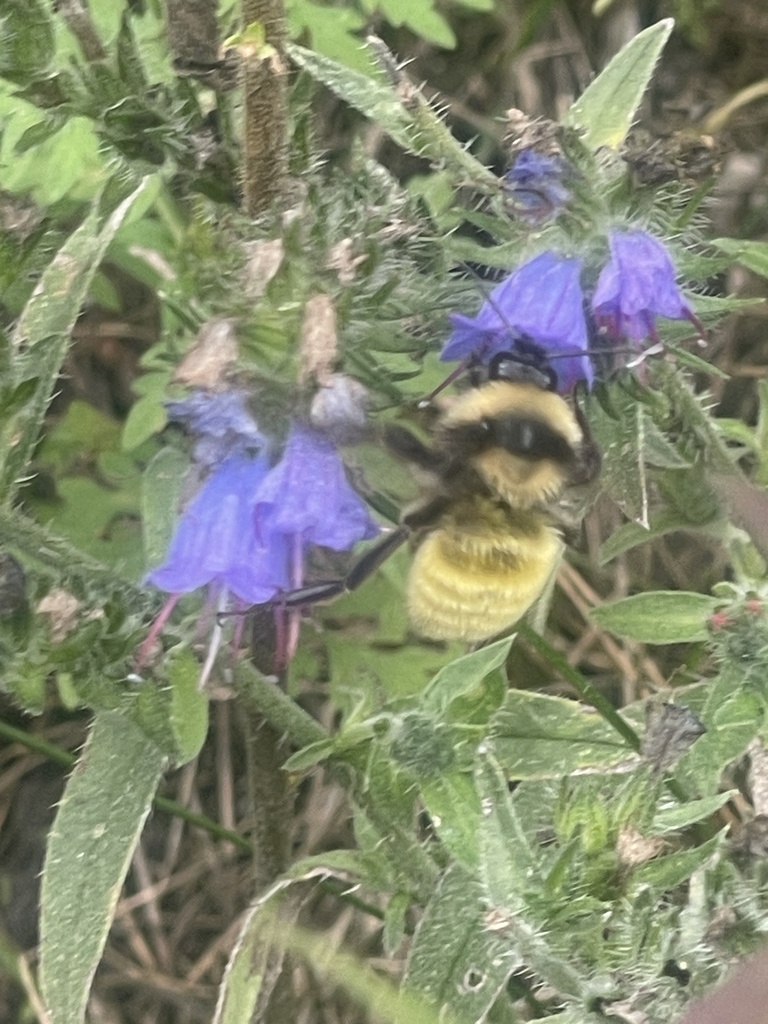 Northern Amber Bumble Bee from Simcoe County, ON, Canada on September 7 ...