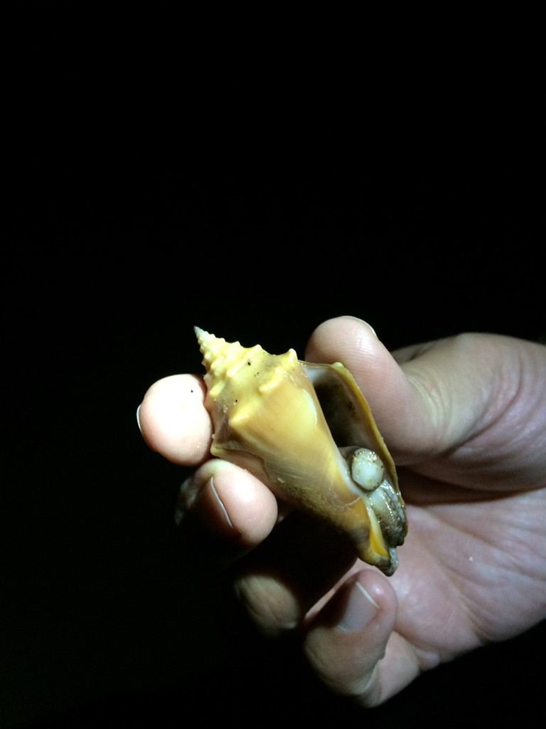 Eastern Pacific fighting conch from Océano Pacífico, San Luis Gonzaga ...