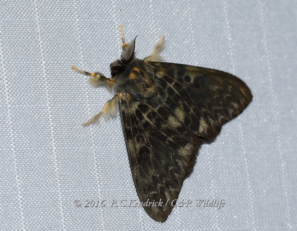 Lymantria capnodes from Bukit Fraser, 49000 Bukit Fraser, Pahang ...