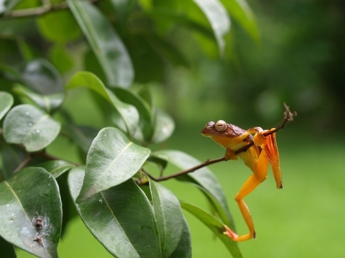 Red-webbed Treefrog in June 2009 by devinedmonds. The flying frog ...