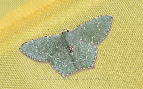 Complex Hemithea neptunaria · iNaturalist