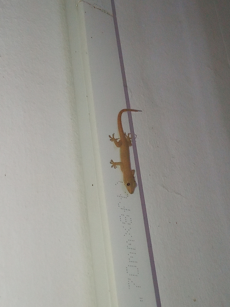 Typical Geckos from Naga City, PH-CS, PH on November 15, 2019 at 03:25 ...