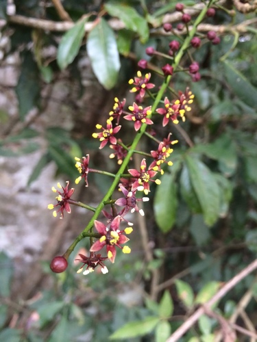 Yaguarandí (Pilocarpus pennatifolius) · iNaturalist Mexico