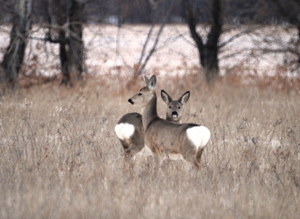Eastern Roe Deer from Угловский р-н, Алтайский край, Россия on November ...