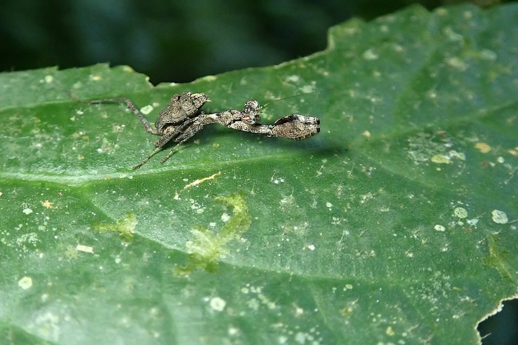 Acromantis from 台灣新竹縣 on November 17, 2019 at 11:01 AM by fish2bug ...