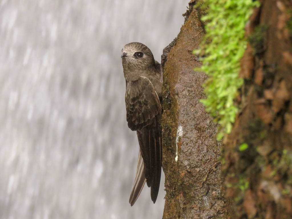 Great Dusky Swift from Parque Nacional Iguazú on September 19, 2019 at ...