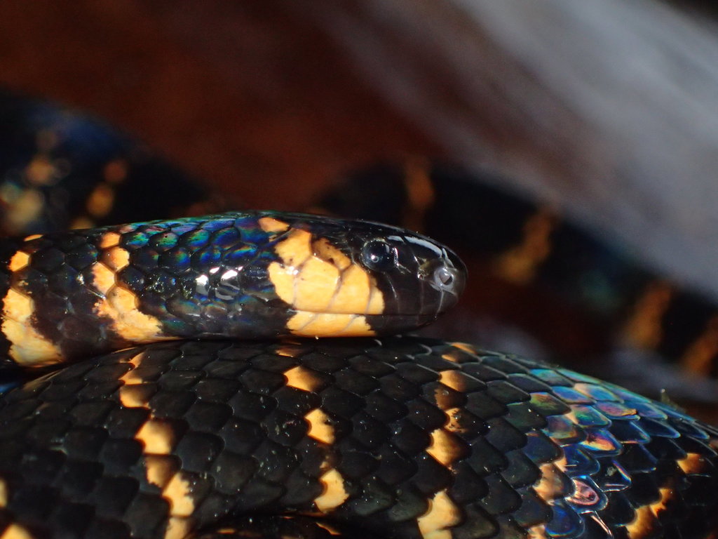 Carib Coralsnake from French Guiana on April 1, 2018 at 02:09 PM by ...