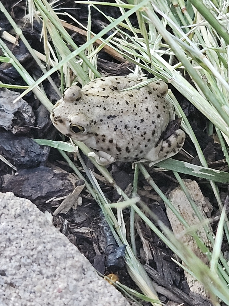 Mexican Spadefoot from Las Cruces, NM, USA on September 8, 2025 by ...
