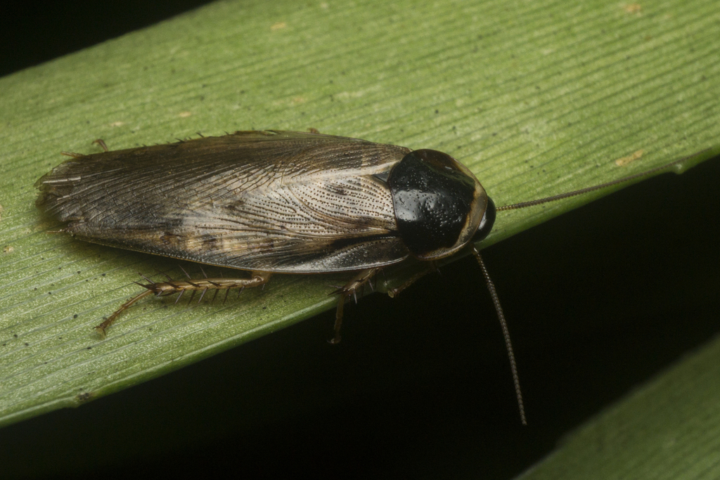 Surinam Cockroach from Jardim Botânico, Rio de Janeiro - State of Rio ...