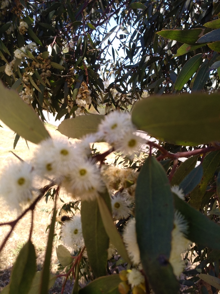Quorn Mallee from Marion SA 5043, Australia on November 18, 2019 by ...