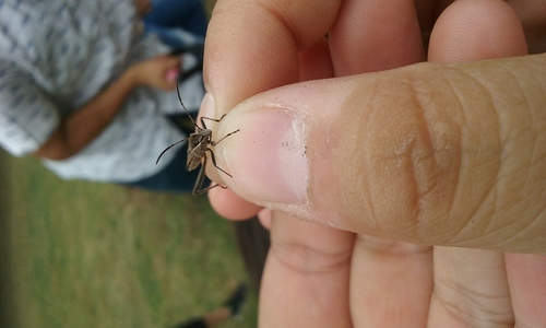 Observations by iveth2 · iNaturalist