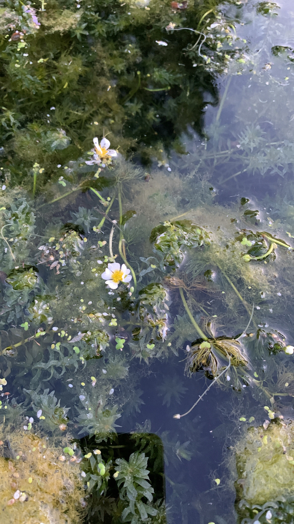 Water-crowfoots from Fish Hatchery Rd, Brighton, ON, CA on August 27 ...