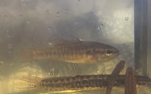 Genus Nannatherina · iNaturalist