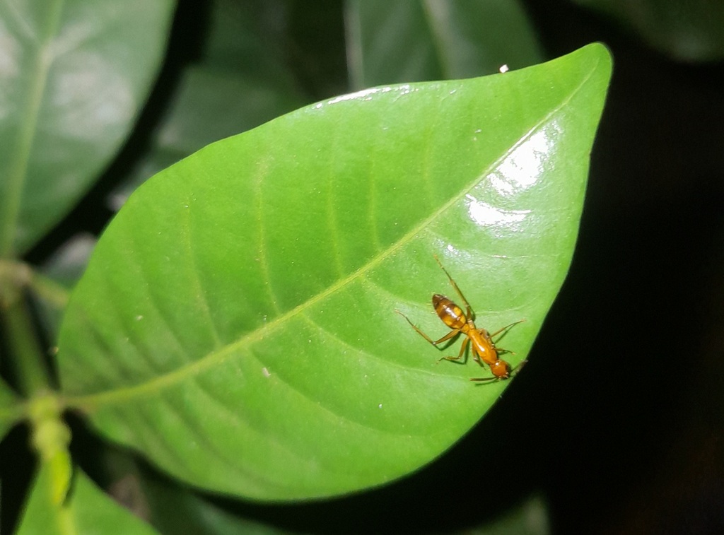 Hawaiian Carpenter Ant in September 2025 by Anjana_Vijayarathna ...