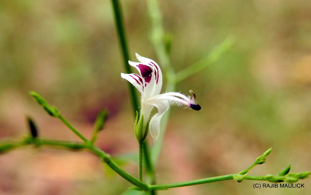 Green Chiretta from Dhabani, West Bengal, India on November 3, 2019 at ...